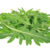 Arugula Health Summary and Nutrition Information | Veggies Info