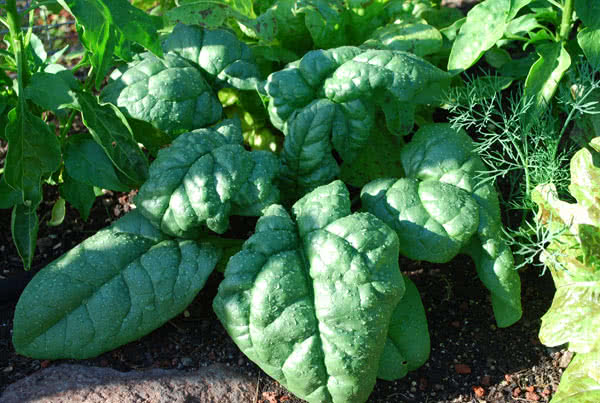 Nutrition Summary , Beneficial Properties | Spinach | Veggies Info