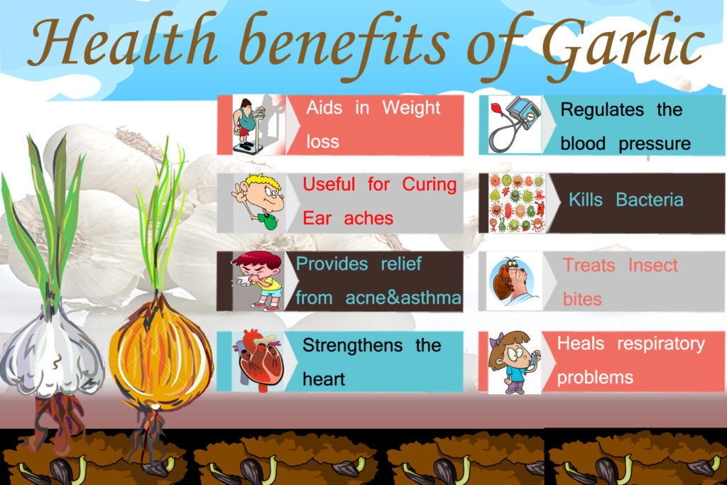 Garlic | Health Properties and Nutrition Facts | Veggies Info