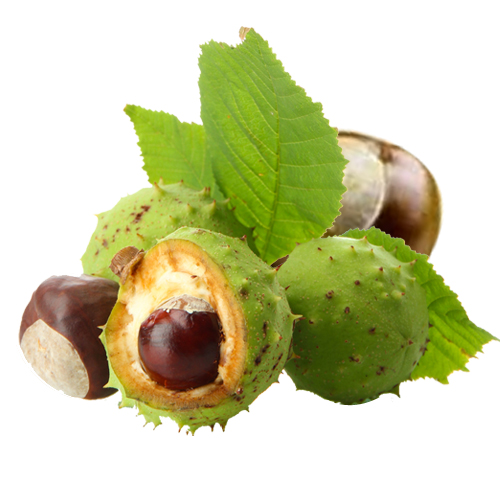 American Larger Chestnuts Health Facts | Veggies Info