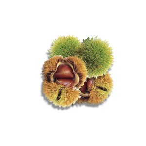 Sweet Chestnut Uses and Nutritional Benefits | Veggies Info