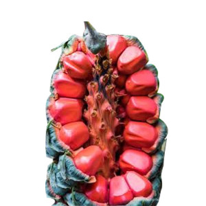 Burrawang Nut Aspects And Its Nutritional Value - Veggies Info ...