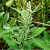 Fat Hen aka White goosefoot | Interesting Facts and Its Medicinal Uses ...