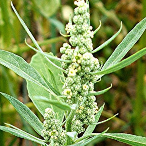 Fat Hen aka White goosefoot | Interesting Facts and Its Medicinal Uses ...