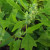 Fat Hen aka White goosefoot | Interesting Facts and Its Medicinal Uses ...