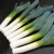 Kurrat | Egyptian Leek Properties And Uses - Veggies Info | Veggies Info