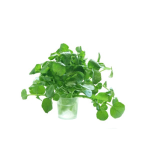 Land Cress aka Barbarea verna-Health Benefits - Veggies Info | Veggies Info
