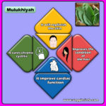 Mulukhiyah Medicinal Properties And Its Uses - Veggies Info | Veggies Info