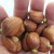 Breadnut Nutrition And Health Benefits | Veggies Info