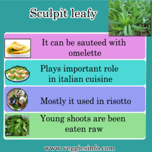Sculpit Leafy Vegetable Healthy Eating - Veggies Info | Veggies Info