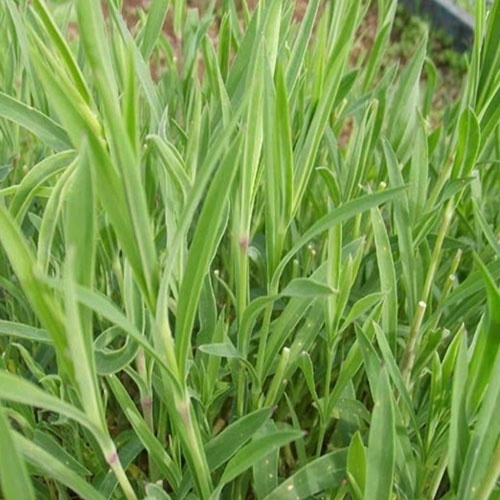 Sculpit Leafy Vegetable Healthy Eating - Veggies Info | Veggies Info