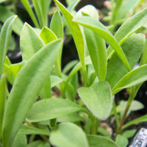 Sculpit Leafy Vegetable Healthy Eating - Veggies Info | Veggies Info