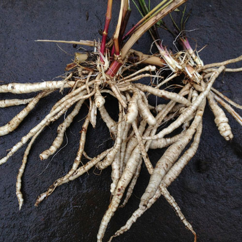 Skirret Various Uses | List Of Vegetables - Veggies Info | Veggies Info