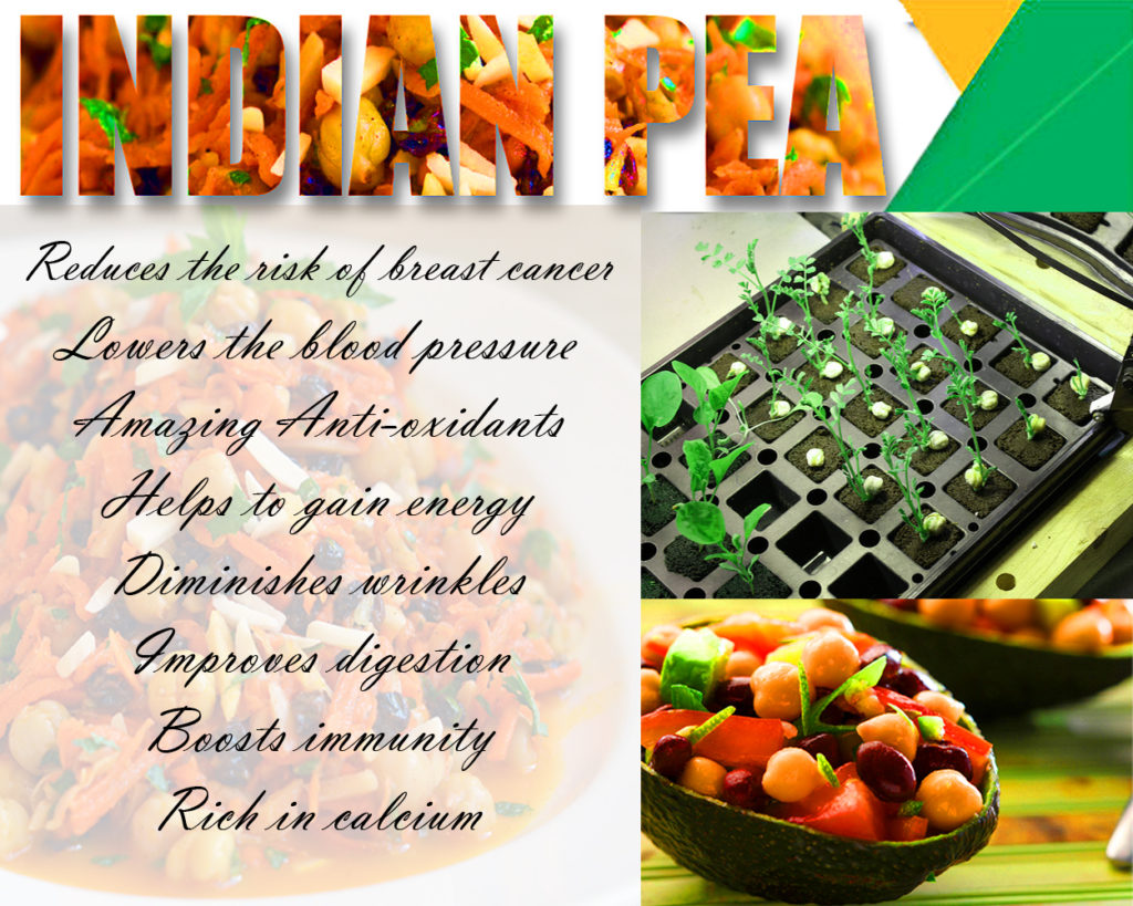 Indian Pea Cultivation ,Properties And Uses - Veggies Info | Veggies Info