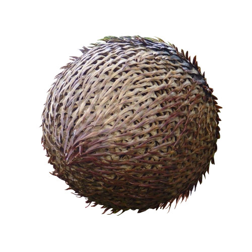 Monkey Tail Tree | Monkey Puzzle Nut Information - Veggies Info ...