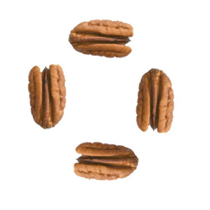Pekea Nuts Growth Information And Its Uses - Veggies Info | Veggies Info