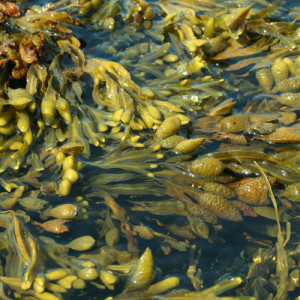 Gim seaweed History,Cultivation And Uses - Veggies Info | Veggies Info