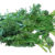 Broccoli Raab - Nutrition Guide , Health , Uses | Veggies Info