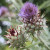 Cardoon Consumption And Its Nutritional Value - Veggies Info | Veggies Info