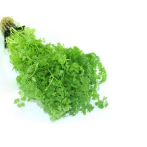 Chervil Properties And Its Uses - Veggies Info | Veggies Info