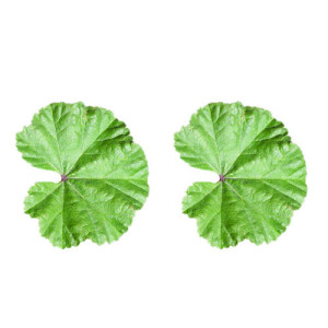 Chinese Mallow Aspects,Cultivation And Its Uses - Veggies Info ...