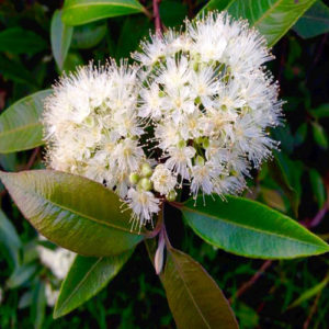 Cinnamon Myrtle And Its Medicinal Value | Veggies Info