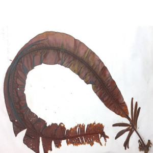 Dabberlocks Seaweed Interesting Facts - Veggies Info | Veggies Info