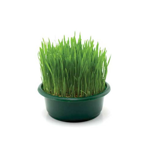 Wheat Grass And Its Interesting Facts | Veggies Info