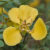 Avaram Senna Beneficial Properties And Uses | Veggies Info