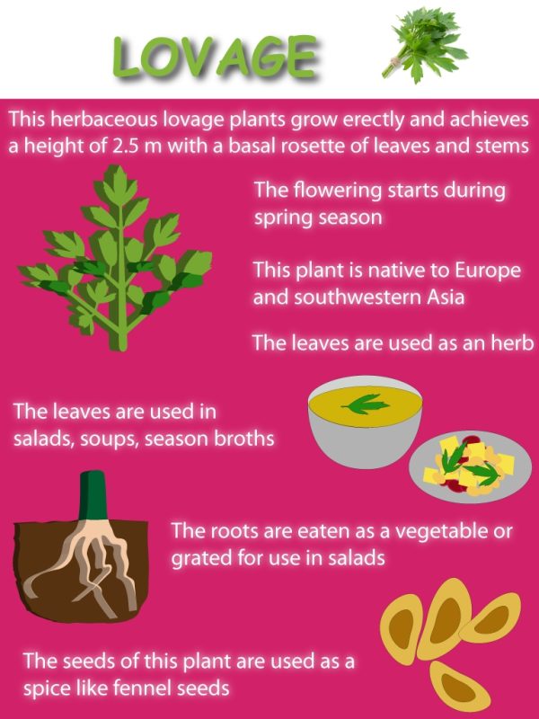 Lovage Facts And Medicinal Benefits | Veggies Info