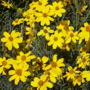 Mexican Marigold Plant - Veggies Info | Veggies Info