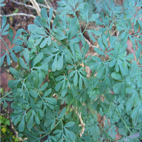 Rue And Its Amazing Medicinal Values | Veggies Info