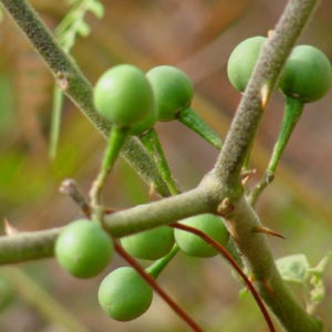 Turkey Berry - Veggies Info | Veggies Info