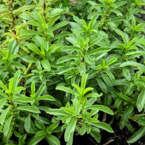 Winter Savory Plant - Veggies Info | Veggies Info
