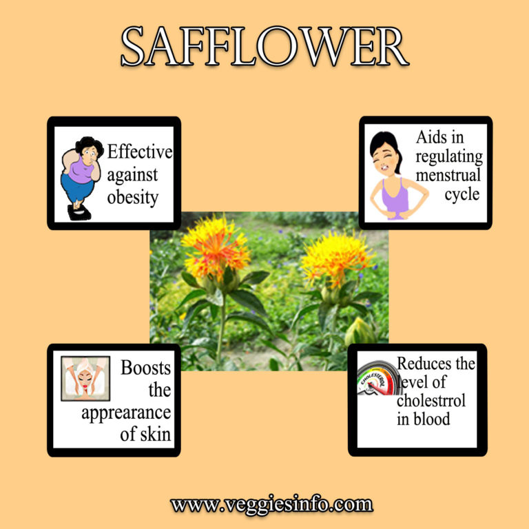 Safflower Medicinal And Health Uses | Veggies Info
