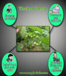 Turkey Berry Facts Nutritional Uses | Veggies Info