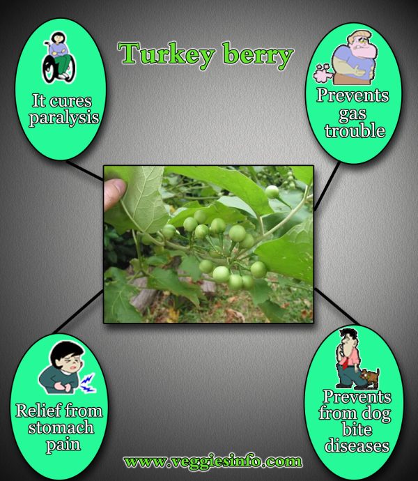 Turkey Berry Facts Nutritional Uses | Veggies Info
