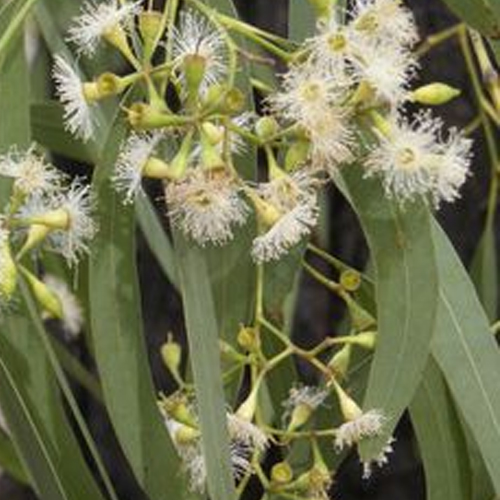 Lemon Ironbark And Its Medicinal Benefits | Veggies Info