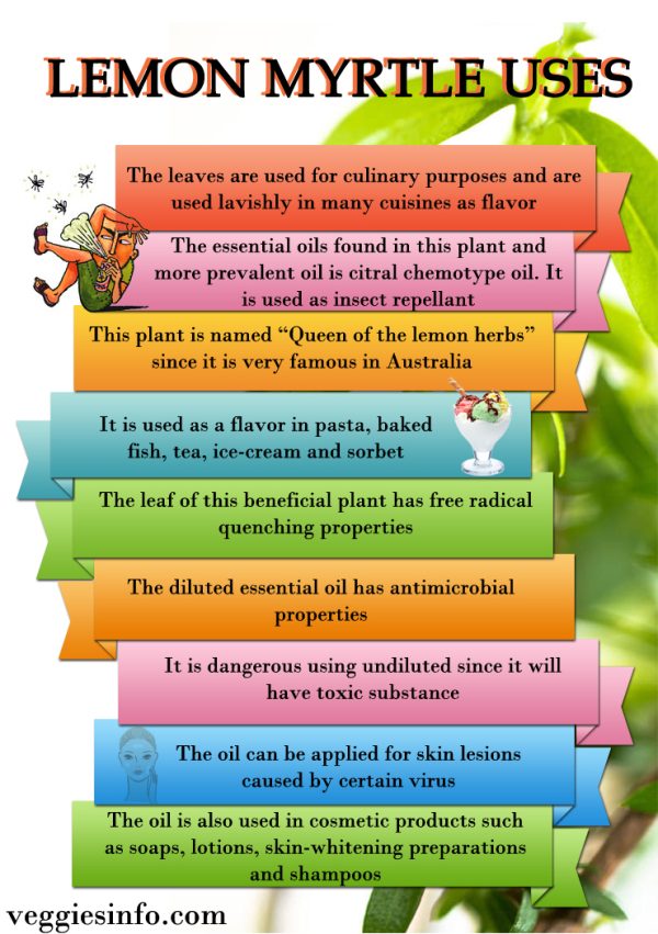 Lemon Myrtle Uses And Its Culinary Purposes | Veggies Info