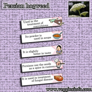 Persian Hogweed And Its Health Benefits | Veggies Info