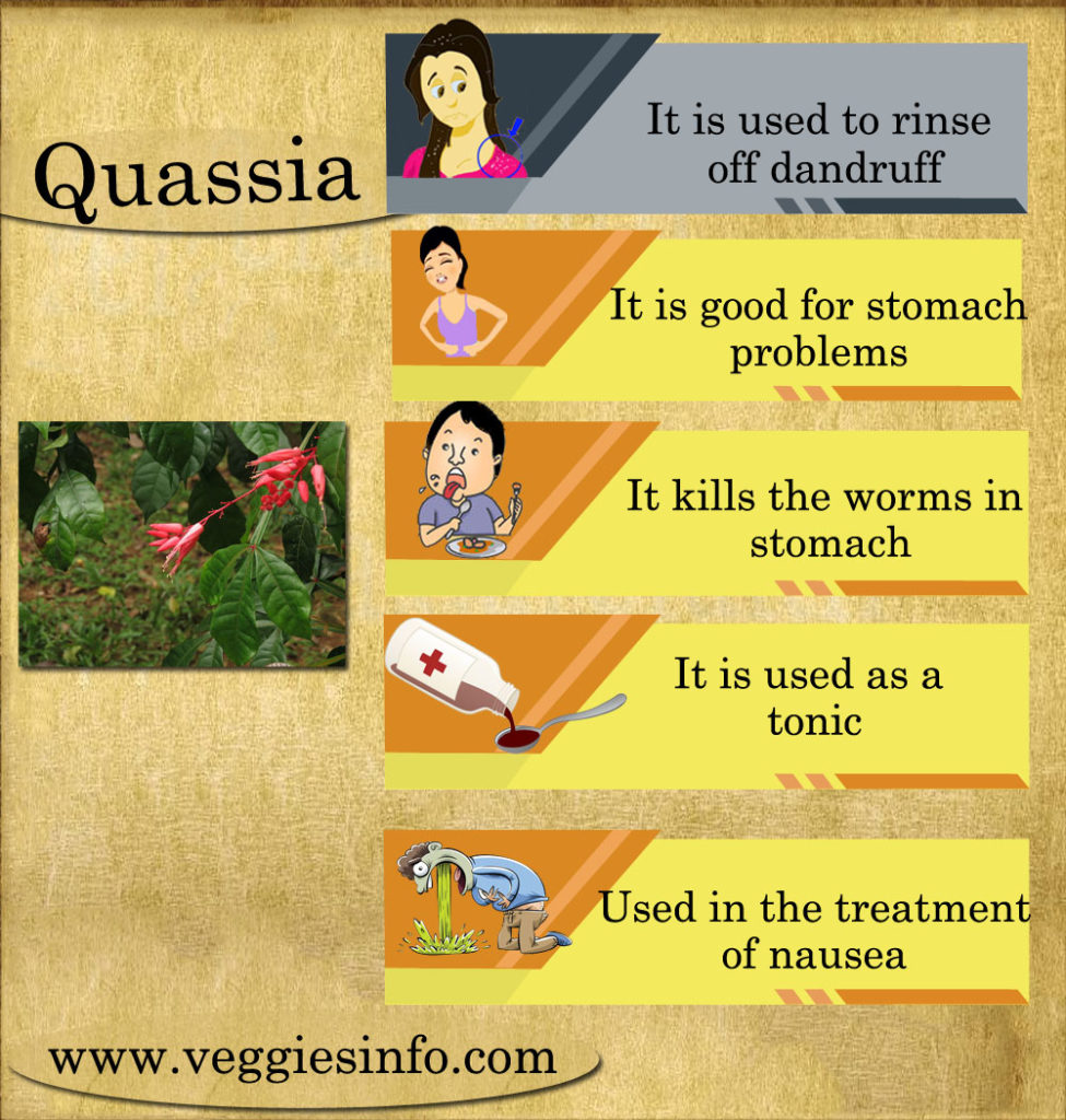 Quassia Medicinal Uses And Its Facts | Veggies Info