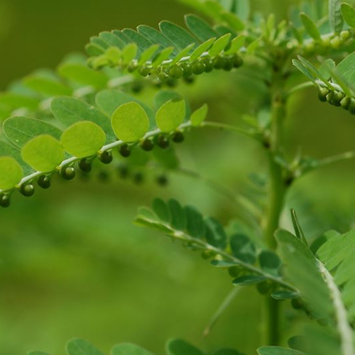 Stonebreaker Growth And Medicinal Properties | Veggies Info
