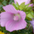 Musk Mallow Health Benefits And Facts | Veggies Info