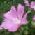 Musk Mallow Health Benefits And Facts | Veggies Info