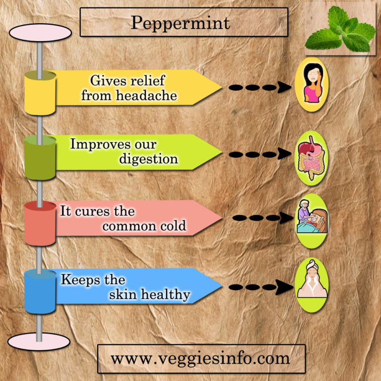Peppermint Medicinal Properties And Its Facts | Veggies Info