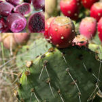 Nopal Cactus Growth and Uses - Veggies Info | Veggies Info