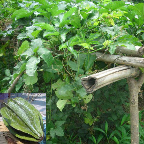 Fluted Gourd Nutritional Content and its Uses - Veggies Info | Veggies Info