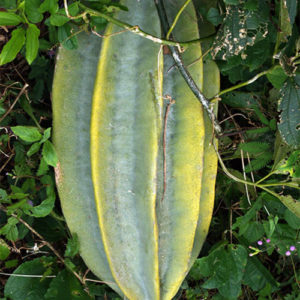 fluted-Pumpkin - Veggies Info | Veggies Info