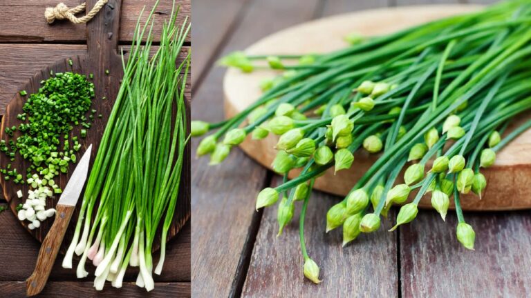 Allium Vegetables - Veggies Info | Veggies Info