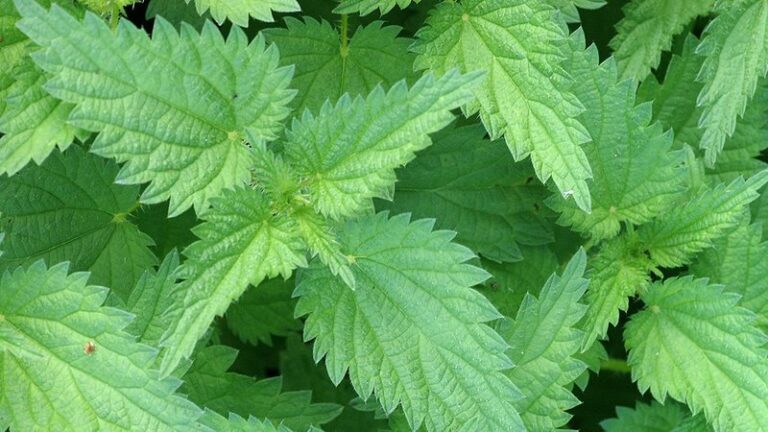 Stinging Nettle Home Remedies-Stinging Nettle Health Benefits - Veggies ...